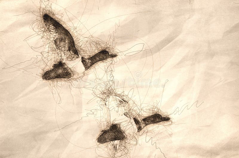 Sketch of Two Ring-Necked Ducks in Flight Stock Illustration ...