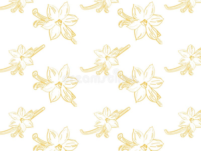 Sketch of Vanilla Flower on White Background Rectangular Composition ...