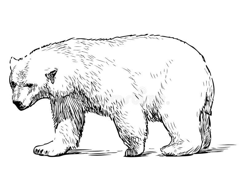 Walking Bear Drawing
