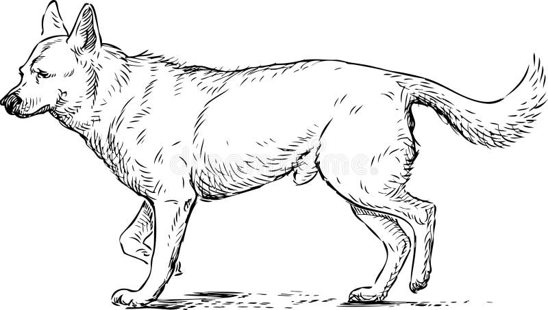 Shepherd dog on guard stock vector. Illustration of friend - 50008516