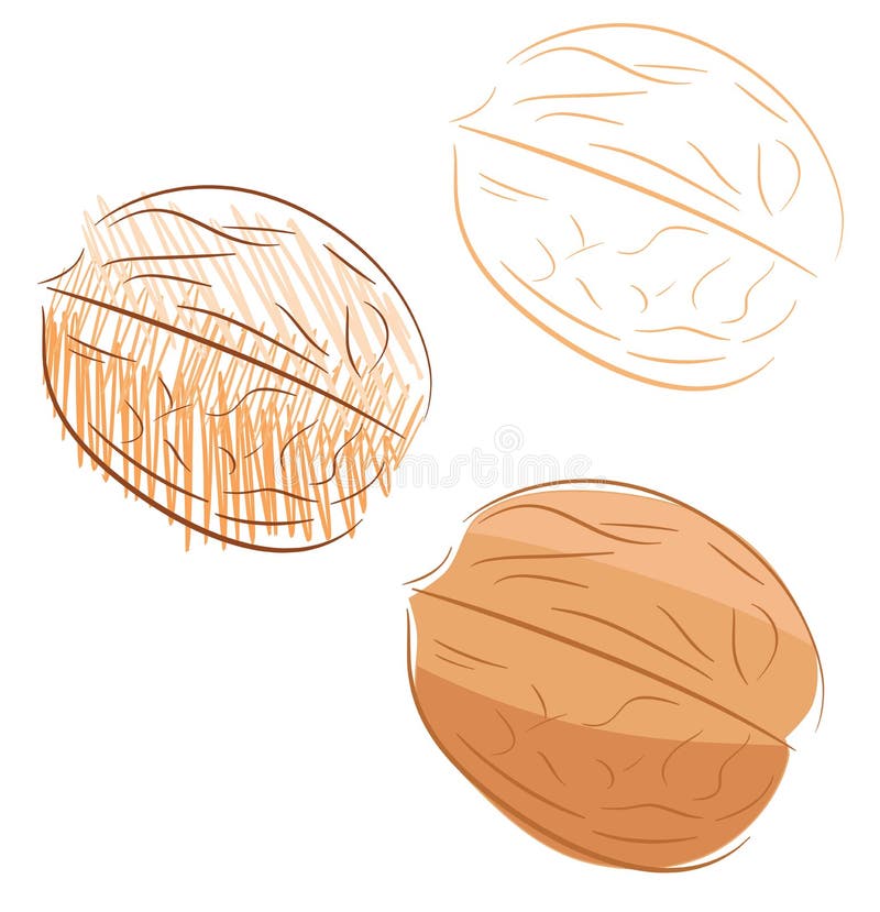 Sketch of a Walnut Isolated Illustration Stock Illustration ...