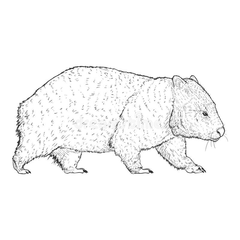 Sketch Wombat Full Body Illustration Stock Vector - Illustration of ...