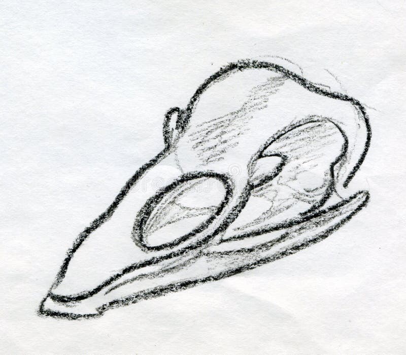 Sketched bird scull stock illustration. Illustration of bones - 43005767