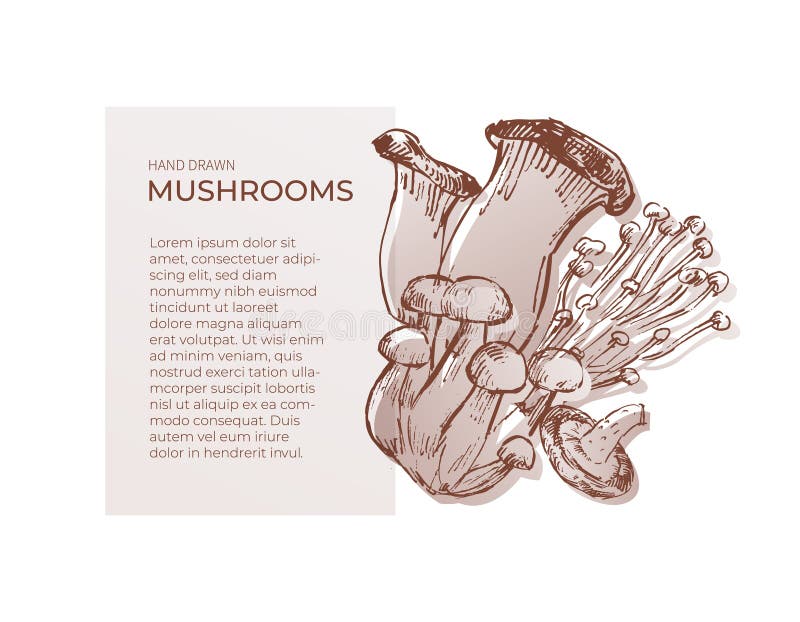 Sketched Mushrooms Design Elements Stock Vector - Illustration of ...