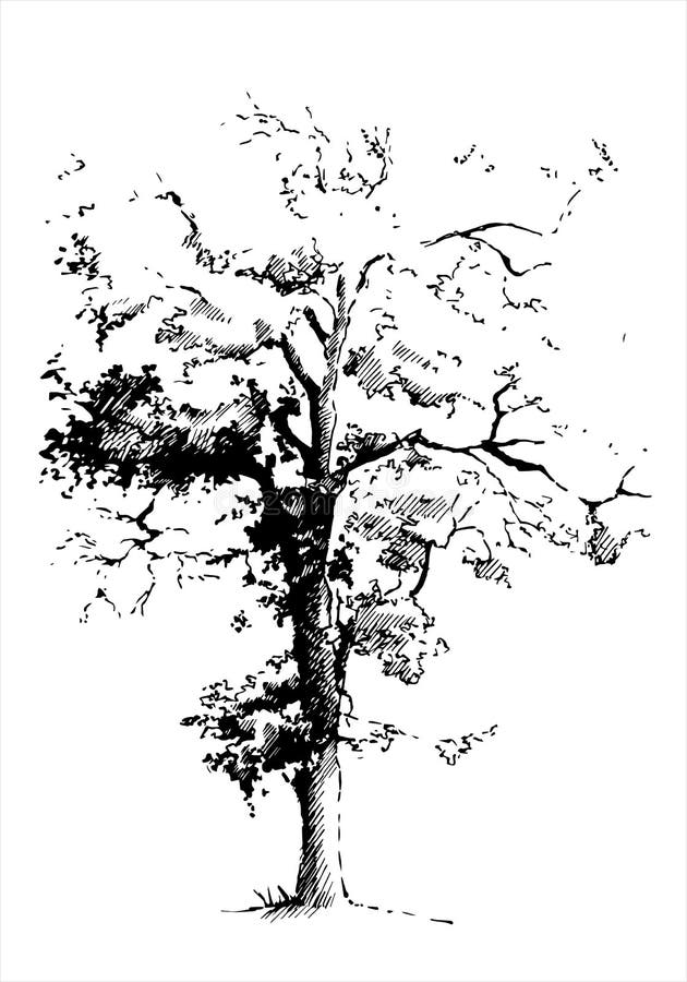 White Poplar Tree Drawing