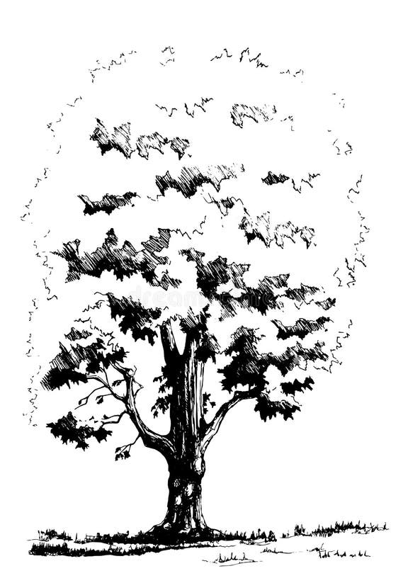 Drawing Technical Tree Stock Illustrations – 589 Drawing Technical Tree ...