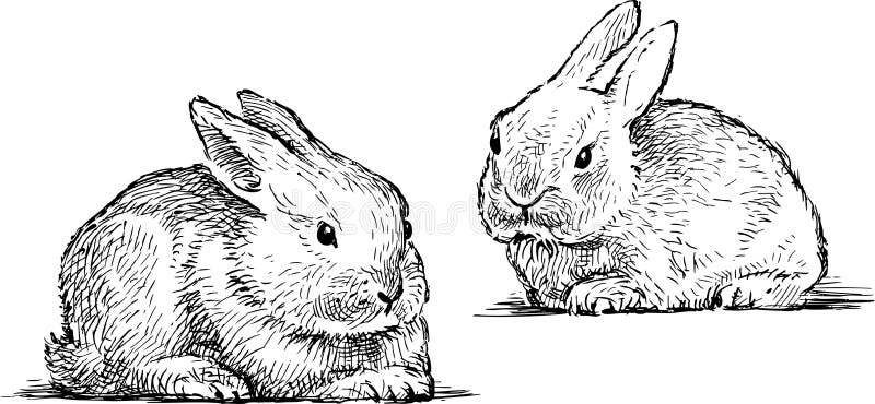 Two rabbits stock vector. Illustration of sketch, farm - 29865811