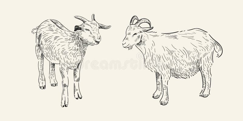 Sketches of Two Goats. Hand Drawn Stock Vector - Illustration of ...