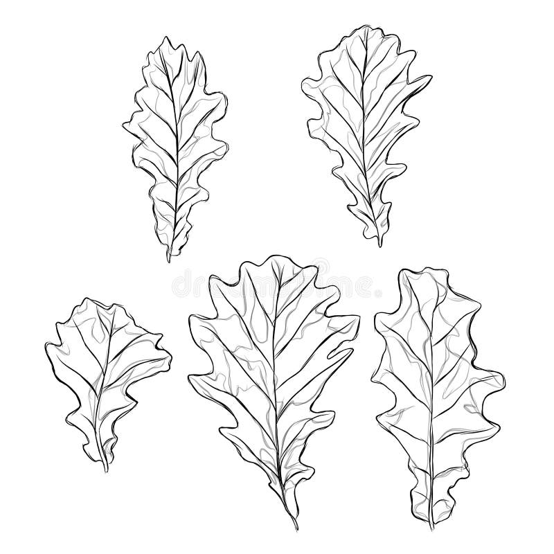 A set of oak leaves stock vector. Illustration of line - 114772458
