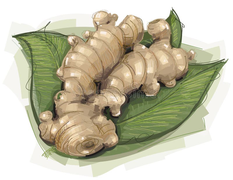 Ginger Root Cartoon Isolated Stock Illustration - Illustration of ...