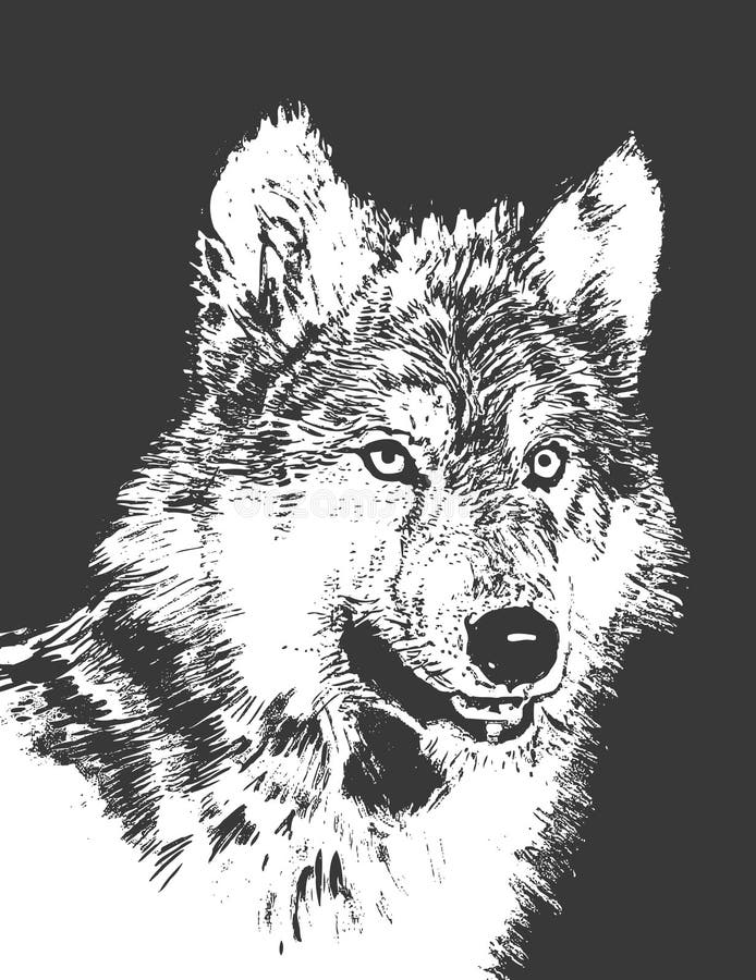 Sketchy Graphical Portrait of a Wolf. Stock Vector - Illustration of ...