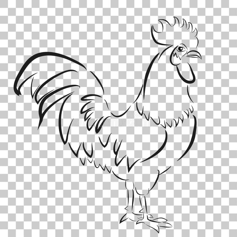 Sketchy Outline of Rooster, at Transparent Effect Background Stock ...