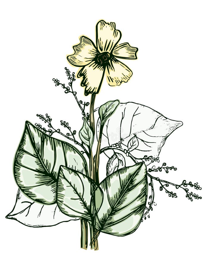 Sketchy Plants stock illustration. Illustration of blossom - 22794573