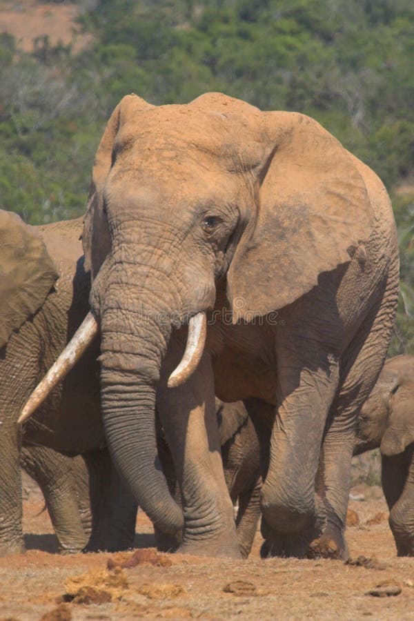 Skew Tooth stock image. Image of national, wildlife, elephant - 589937