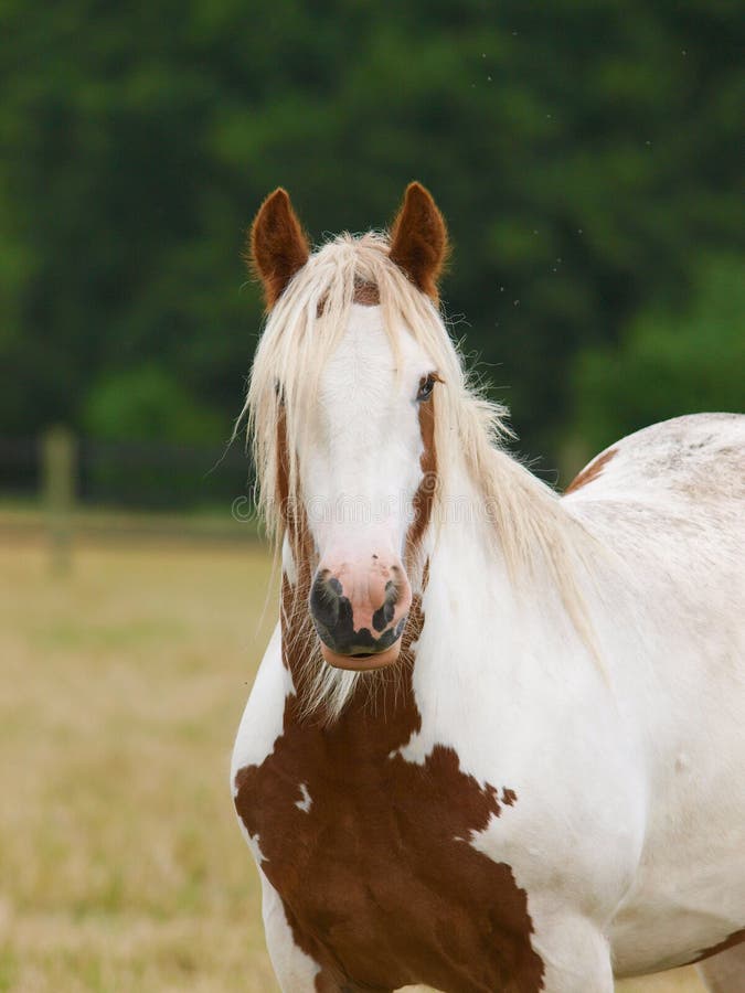 Gypsy Cob, A skewbald gypsy cob with a long mane in a