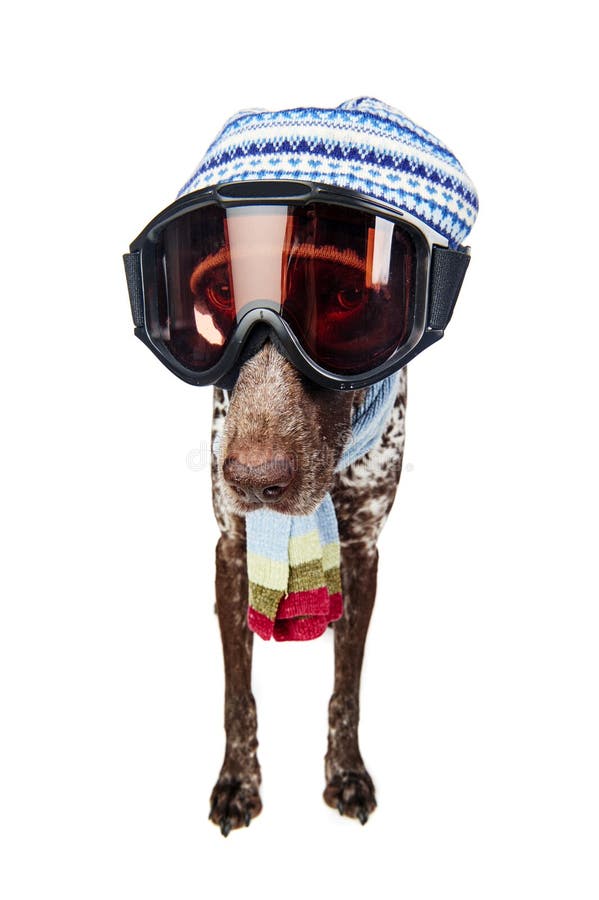Dog with ski mask stock photo. Image of lick, shades - 35669698