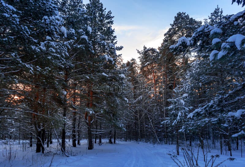 Ski Run In The Winter Sunny Forest. Winter Snow Forest Trees Sunset ...