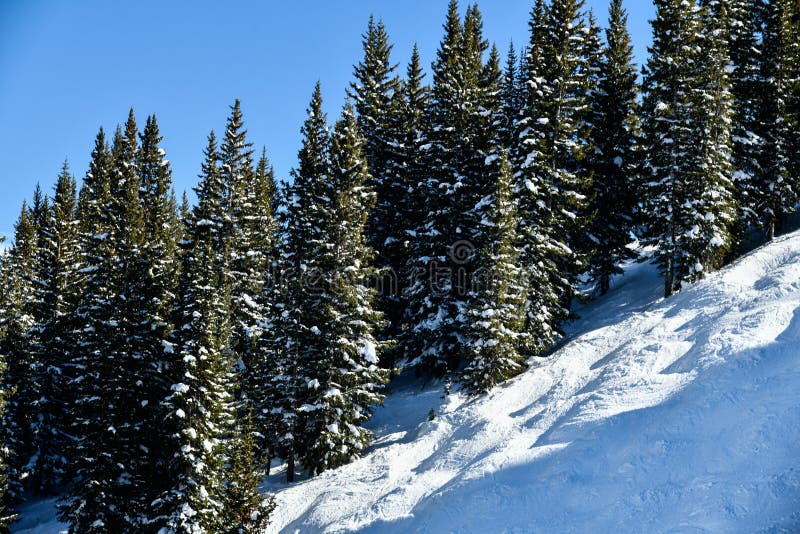 Ski Slopes with Pine Trees at Sunny Day at Vail. Stock Image - Image of ...