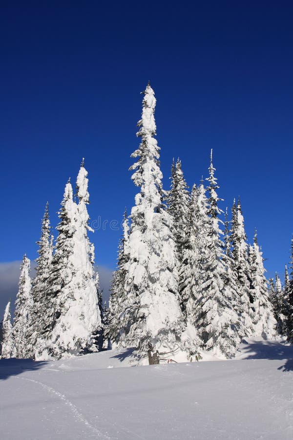 Silver Star Service Banner Day Stock Image - Image of military, navy ...