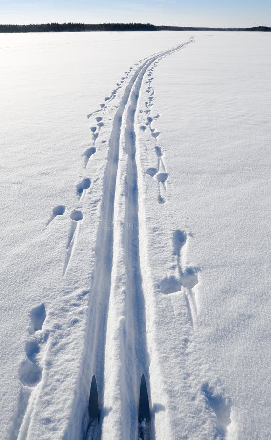 Tracks in fresh snow stock photo. Image of sunny, road - 37115588