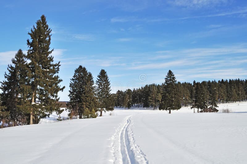 Ski Track at Forest Edge in Winter Time Stock Photo - Image of country ...