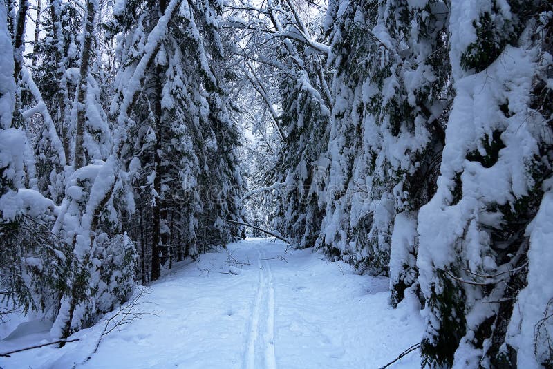 Ski Track in the Snow-covered Northern Forest Stock Photo - Image of ...
