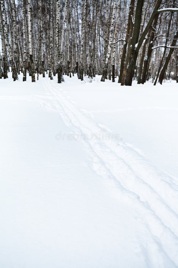 Ski Tracks on the Edge of Birch Forest Stock Photo - Image of edge ...