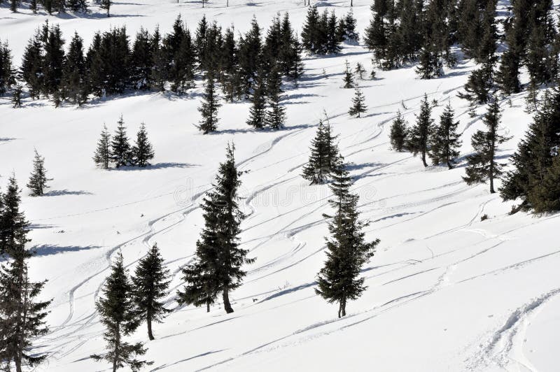 Ski Tracks in the Powder Snow and Fir Trees Stock Image - Image of ...