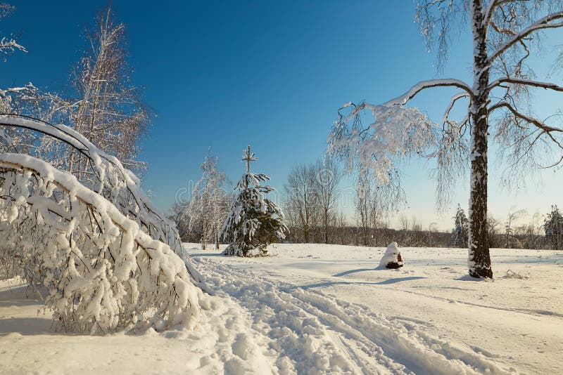Ski in the Winter in the Forest on a Clear Day. Stock Image - Image of ...