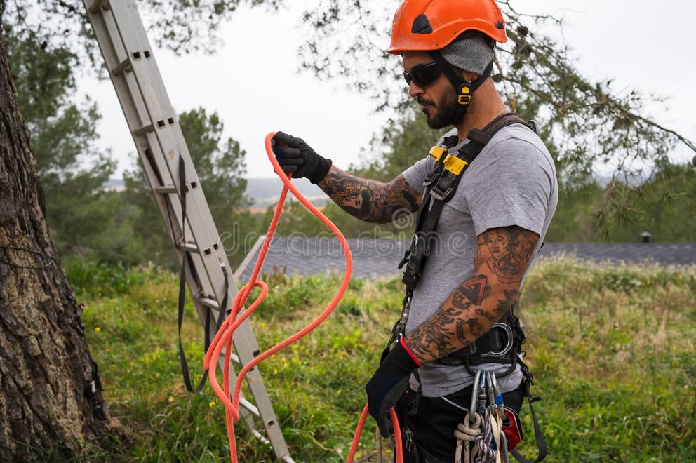 Skilled Arborist Pruning Trees with Rope Access Techniques Stock Image ...