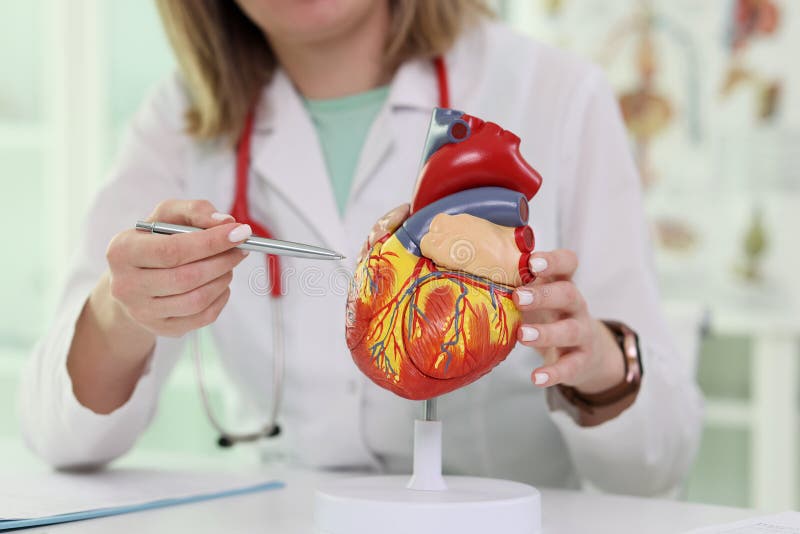 Skilled Cardiologist Points Pen To Detailed Model of Heart Stock Image ...