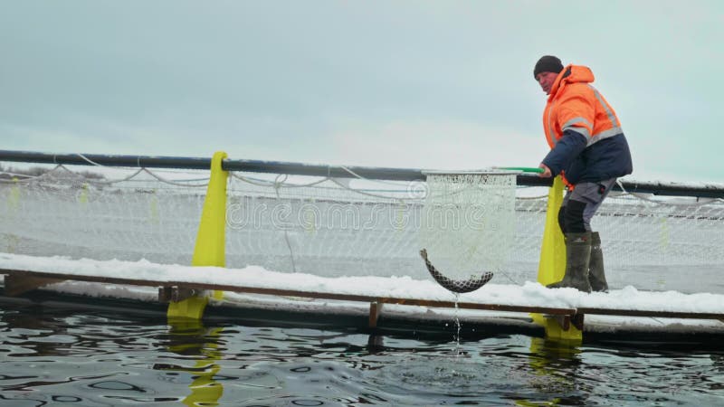 A Fisherman with a Net Catches Fish from a Cage at a Fish Farm. Salmon ...