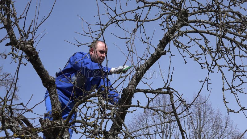 Skilled Man Pruning Fruit Tree Twigs Standing on High Tree Branches on ...