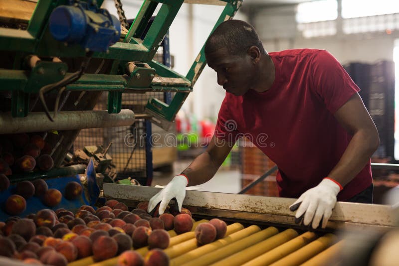 Man Checking Peaches on Sorting Line Stock Photo - Image of agriculture ... Man Checking Peaches on Sorting Line Stock Photo - Image of agriculture ...