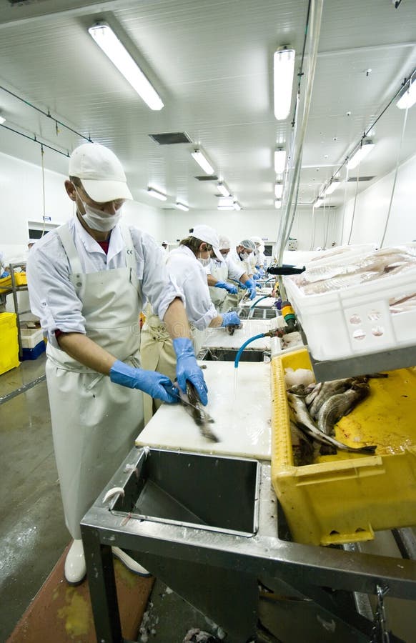Fish manufacture workers stock photo. Image of fillet - 6773320