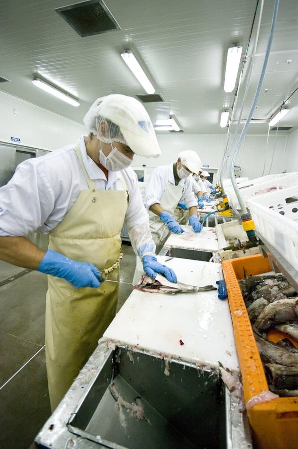 Fish Processing Manufacture Stock Photo - Image of labor, filleting ...