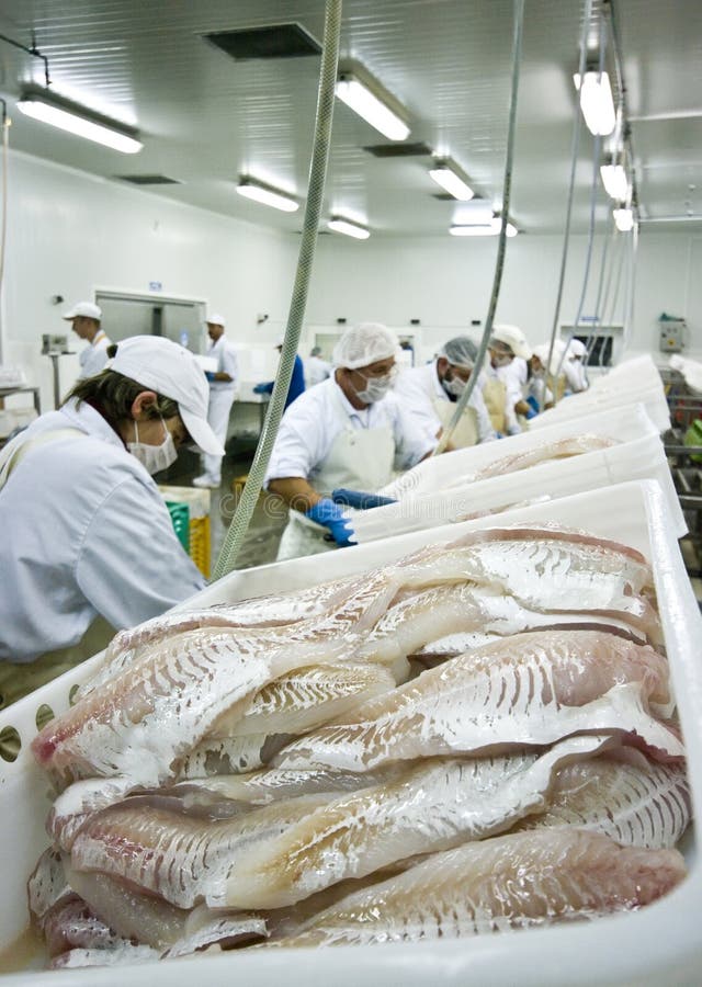 Fish processing factory stock image. Image of factory - 6774113