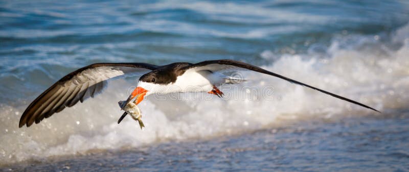 Skimmer Bird with Fish - Flying Over Water and Waves Stock Photo ...