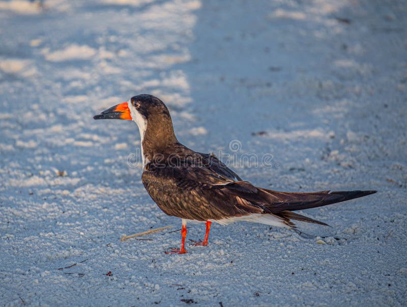 Skimmer on Indian Rocks Beach at Sunrise, Florida Stock Image - Image ...
