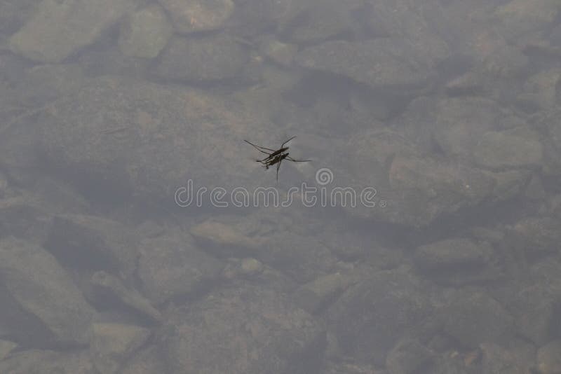A Skimmer Insect on the Surface of Water Stock Image - Image of ...