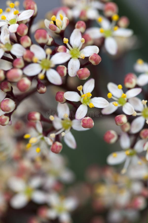 Skimmia japonica `Rubella` stock photo. Image of closeup - 135091728