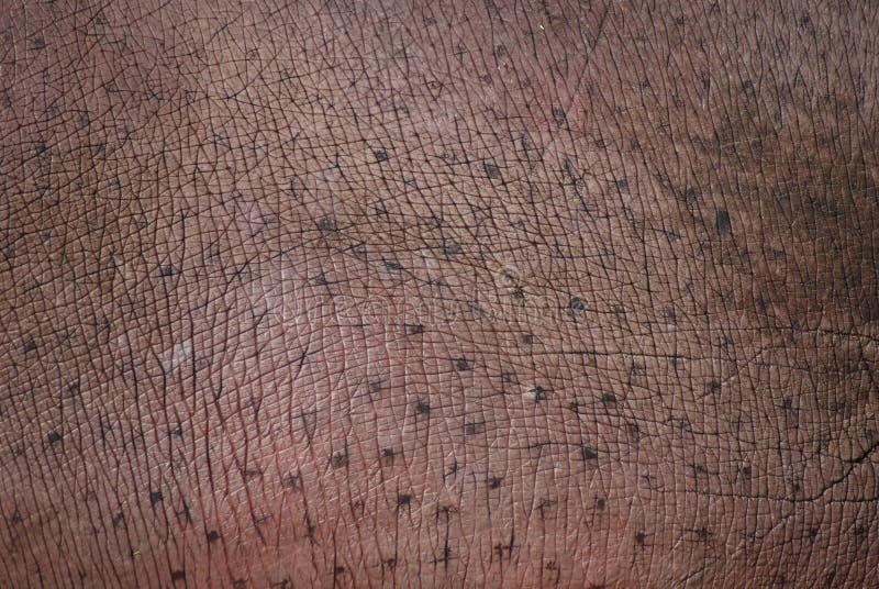 Skin stock photo. Image of natural, structure, tough - 16315616