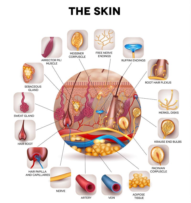 Human Skin Graphic Stock Illustrations – 17,548 Human Skin Graphic ...