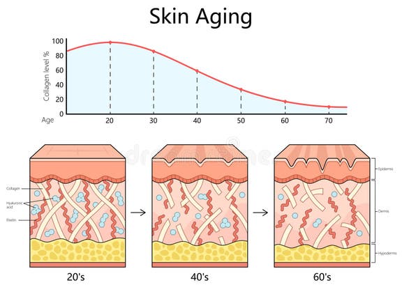 Skin Aging Process Collagen Decline Diagram Stock Illustration ...