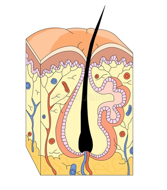 Skin Pore Anatomy Stock Illustrations – 1,635 Skin Pore Anatomy Stock ...