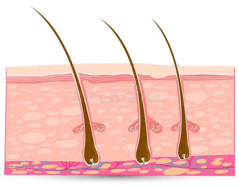 Skin Pore Anatomy Stock Illustrations – 2,112 Skin Pore Anatomy Stock ...