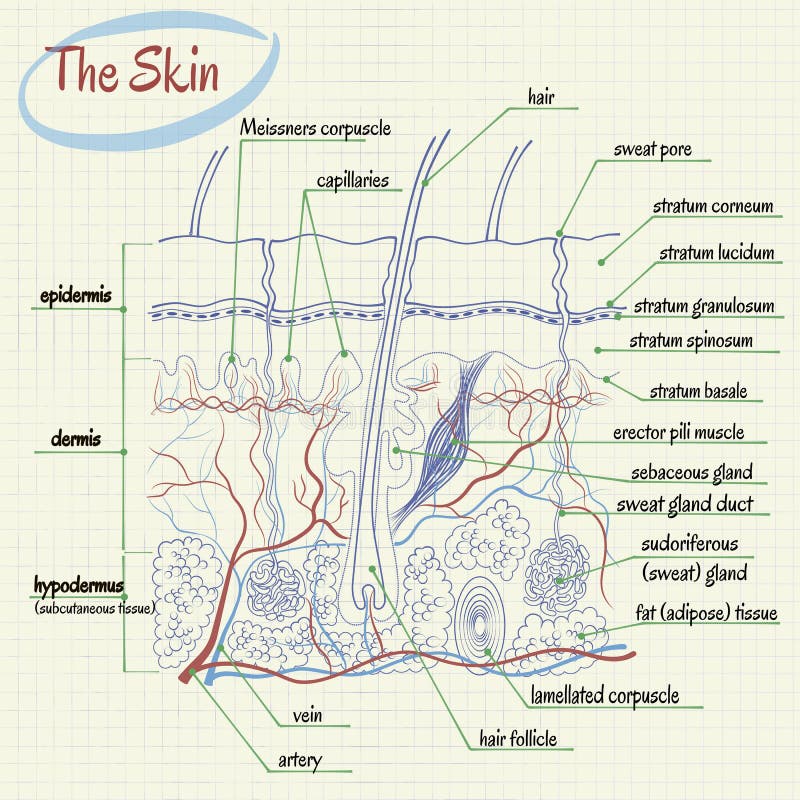 Skin Biology Stock Illustrations – 13,142 Skin Biology Stock ...