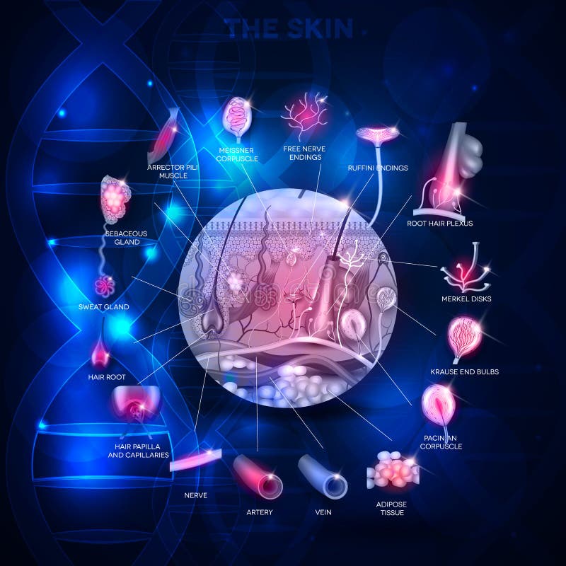 Skin Anatomy Abstract Blue Background Stock Illustrations – 159 Skin ...