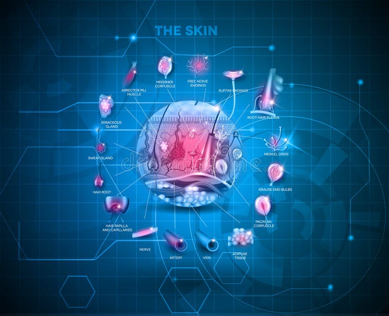 Skin Anatomy Abstract Blue Background Stock Illustrations – 159 Skin ...