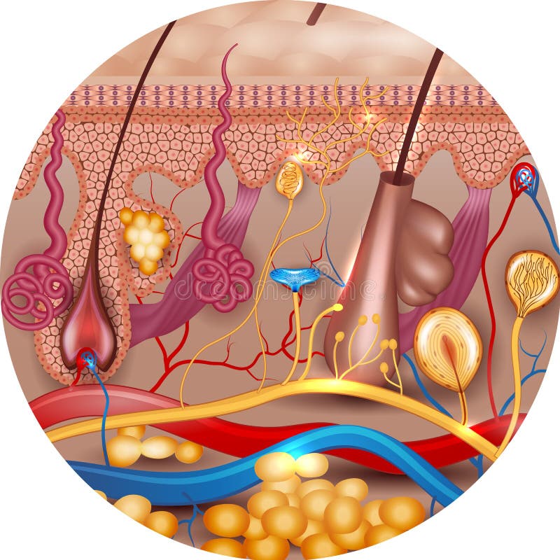 Skin Anatomy stock illustration. Illustration of organ - 38214301